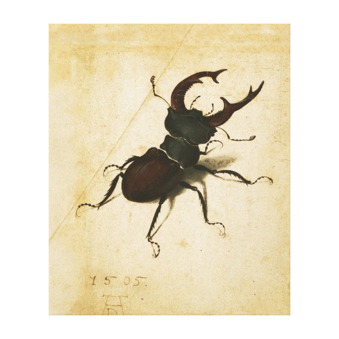 Albrecht Durer Stag Beetle Renaissance Vintage Art Canvas Print | Zazzle