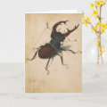 Albrecht Durer Stag Beetle Renaissance Vintage Art Card | Zazzle