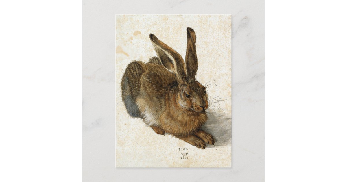 ALBRECHT DÜRER - Young hare 1502 Postcard | Zazzle