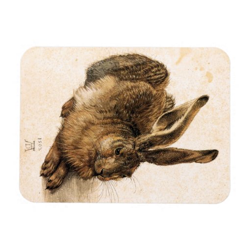 Albrecht Durer Young Hare Magnet | Zazzle