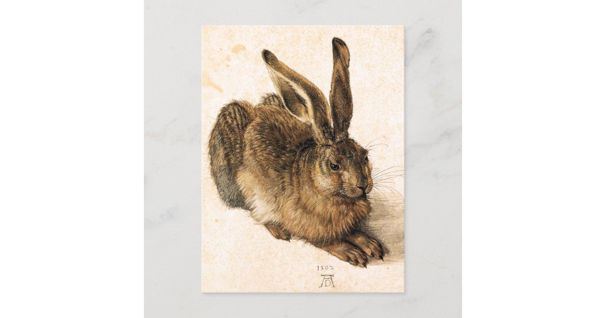 Albrecht Durer Young Hare Postcard | Zazzle