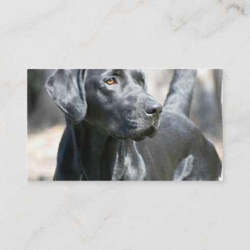 Alert Black Labrador Retriever Business Cards | Zazzle