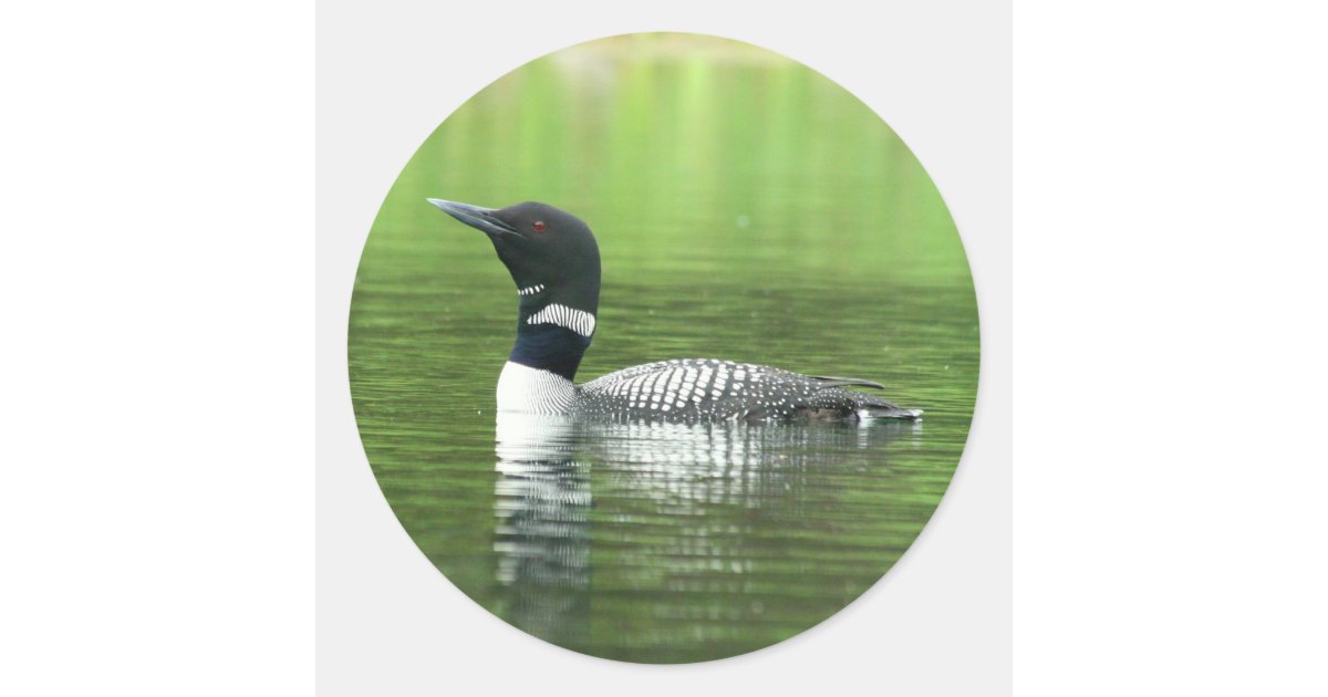 Alert Common Loon Stickers | Zazzle