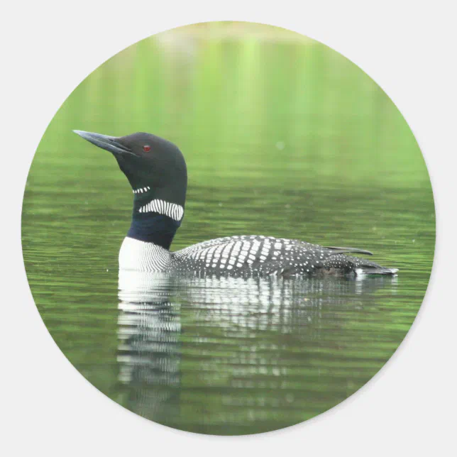 Alert Common Loon Stickers | Zazzle