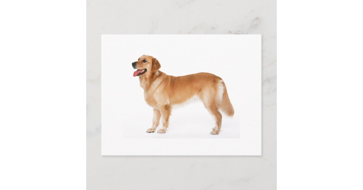 Alert Golden Retriever Postcard | Zazzle