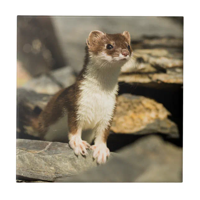 Alert Weasel Ceramic Tile | Zazzle