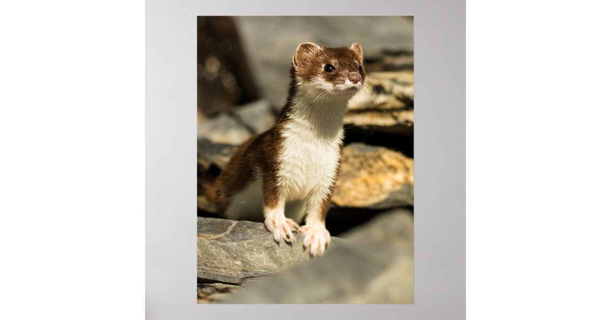 Alert Weasel Poster | Zazzle