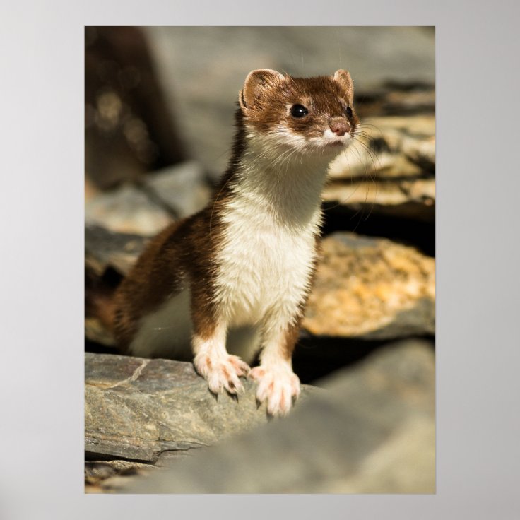Alert Weasel Poster | Zazzle