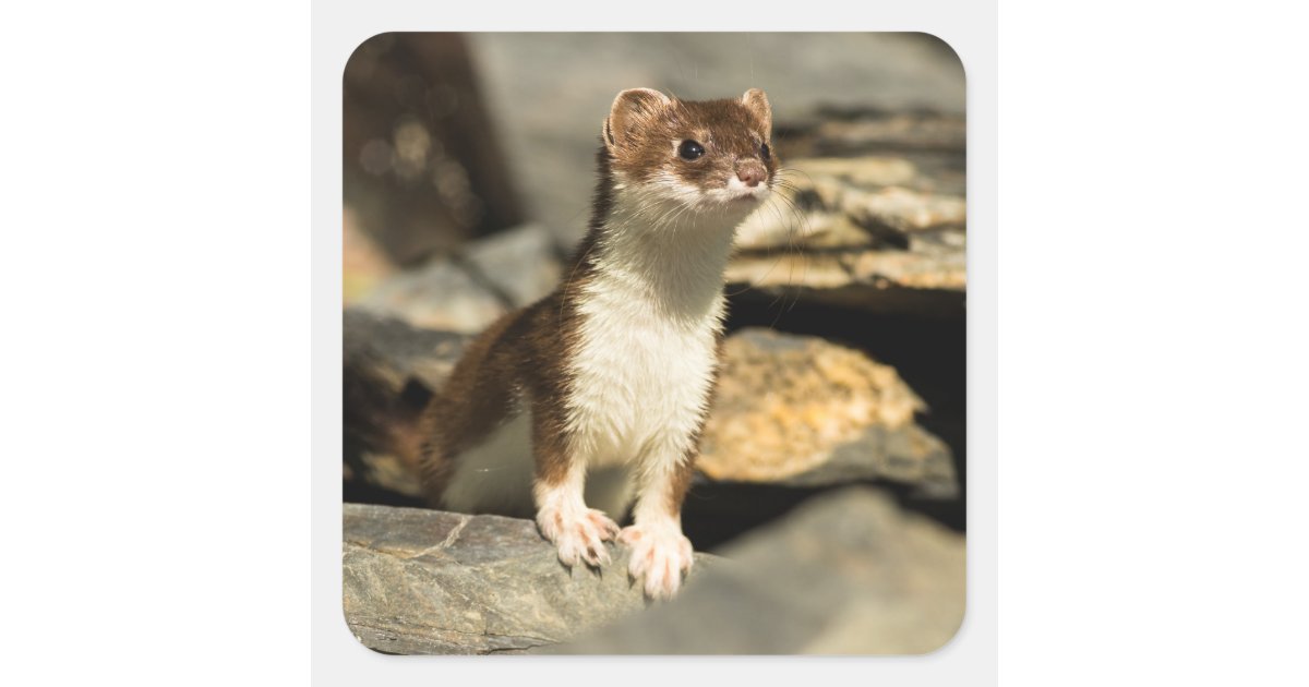 Alert Weasel Square Sticker | Zazzle