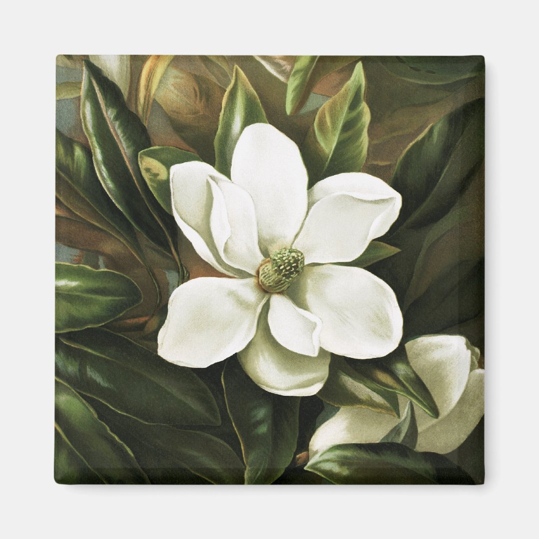 Alicia H. Laird: Magnolia Grandflora Magnet | Zazzle