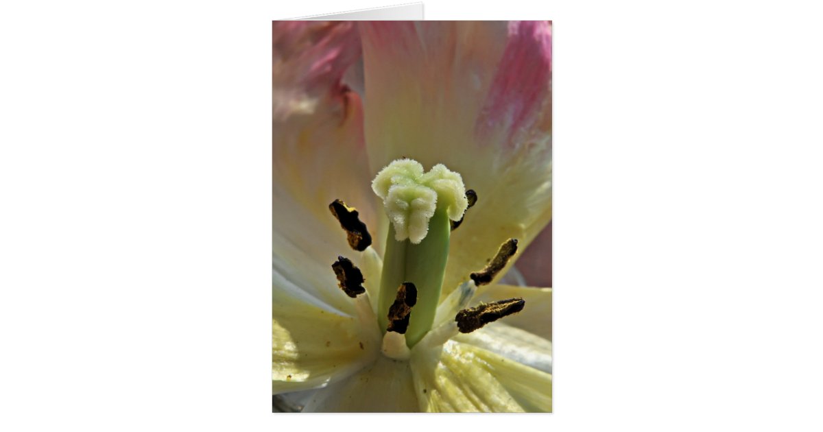 All About Pollen | Zazzle