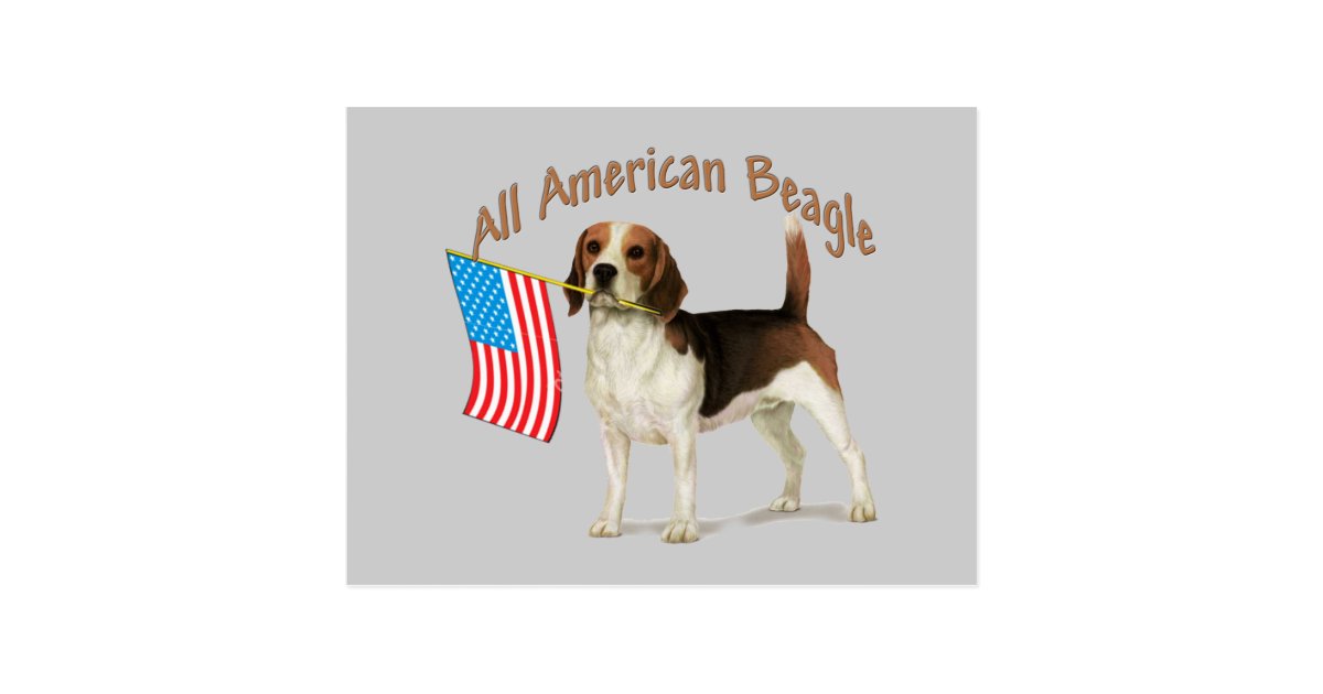 All American Beagle gifts Postcard | Zazzle.com