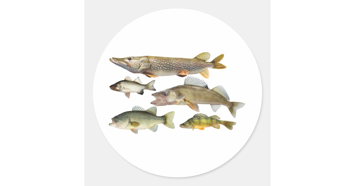 all-Fish Classic Round Sticker | Zazzle