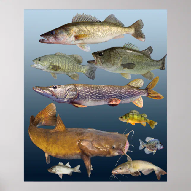 all game fish poster | Zazzle