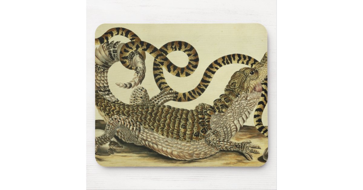 Alligator and Snake, 1730 (coloured engraving) Mouse Pad | Zazzle