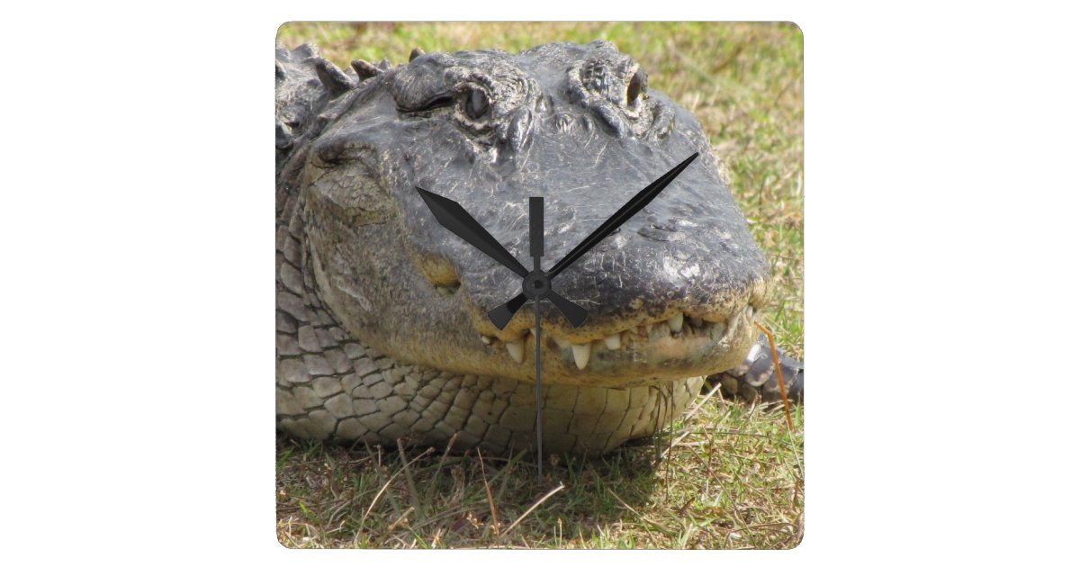 Alligator Clock | Zazzle.com