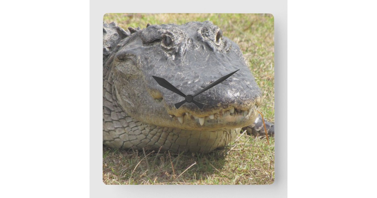 Alligator Clock | Zazzle
