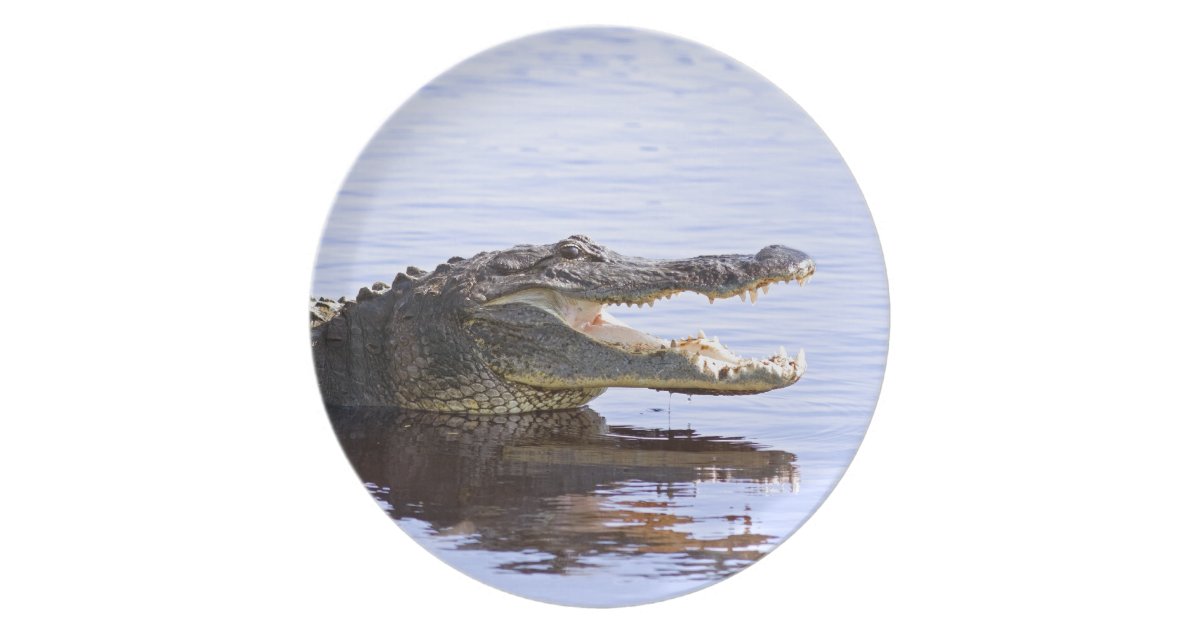 Alligator Dinner Plate | Zazzle