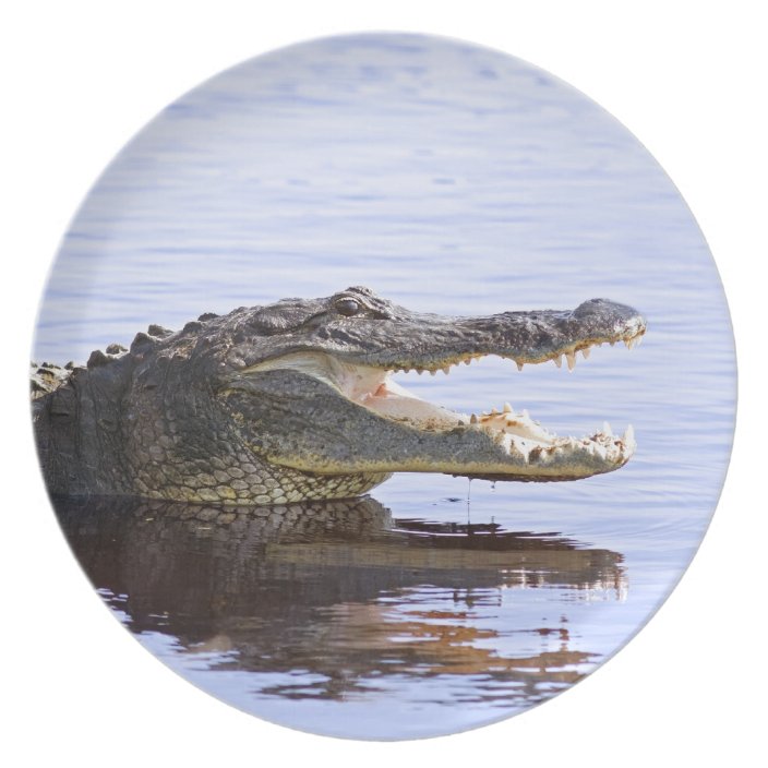 Alligator Dinner Plate | Zazzle.com