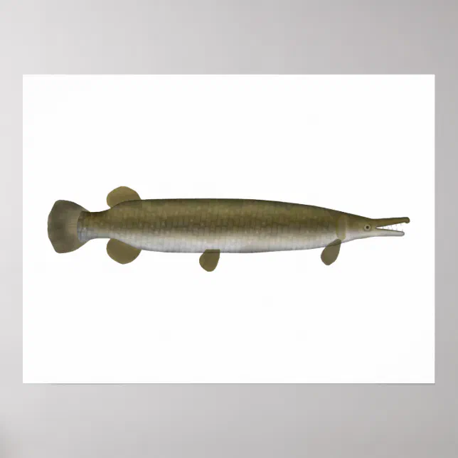 Alligator Gar Poster | Zazzle