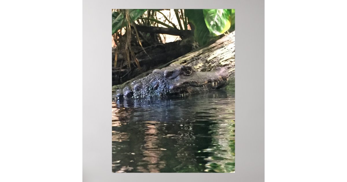 Alligator Photo Poster | Zazzle