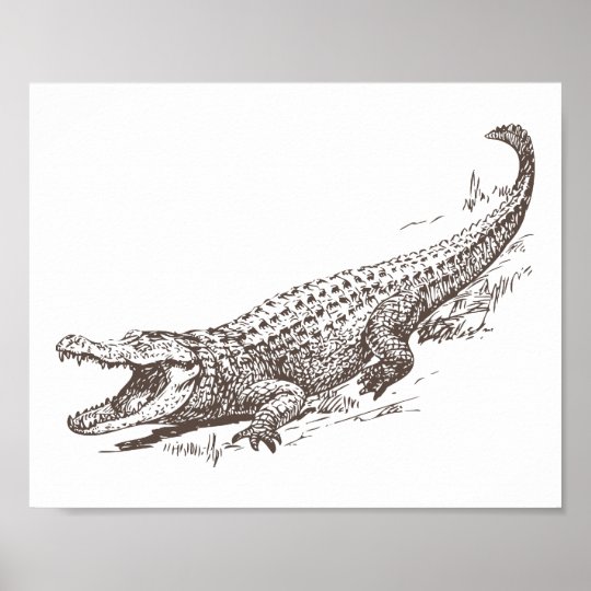 Alligator Realistic Illustration Poster | Zazzle.com