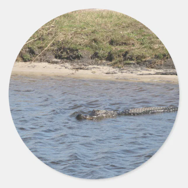 Alligator Swimming in Florida Water Classic Round Sticker | Zazzle