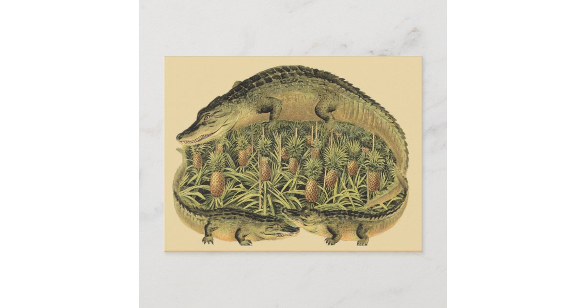 Alligators, Pineapples, Postcard | Zazzle