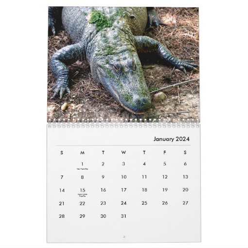 Alligators Wall Calendar | Zazzle