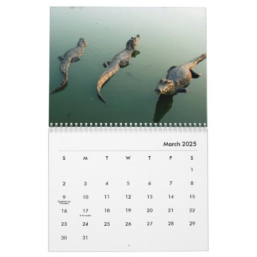 Alligators Wall Calendar | Zazzle