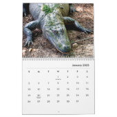 Alligators Wall Calendar | Zazzle