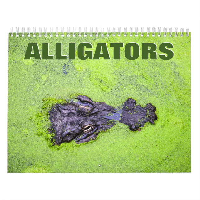 Alligators Wall Calendar | Zazzle