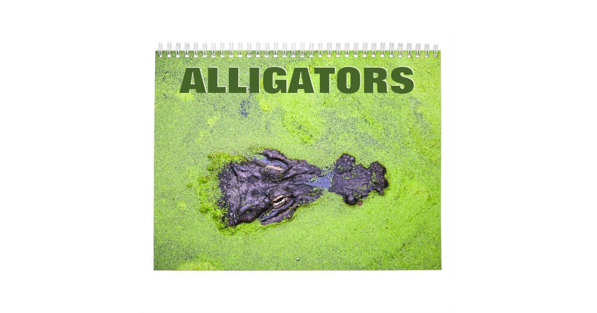 Alligators Wall Calendar | Zazzle