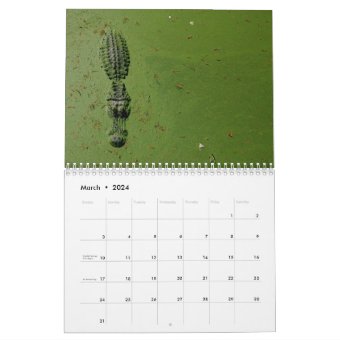 Alligators Wall Calendar | Zazzle