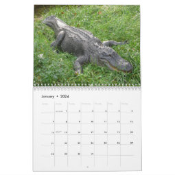 Alligators Wall Calendar | Zazzle