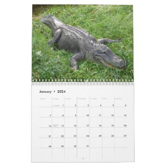 Alligators Wall Calendar | Zazzle