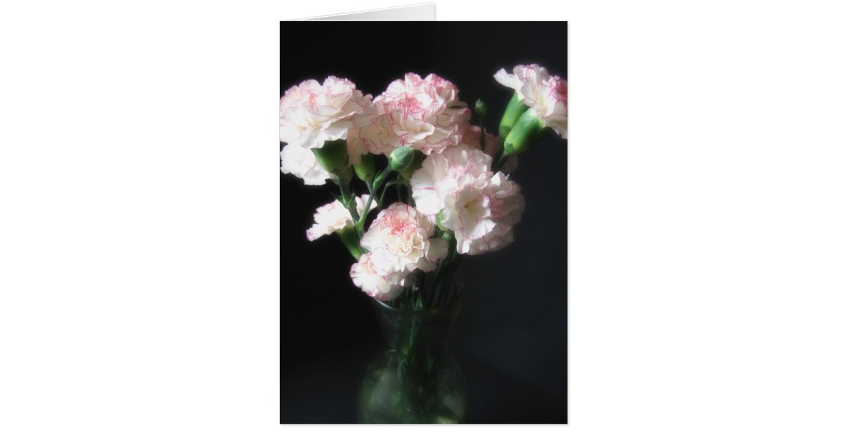 Almost White Carnations 2 | Zazzle