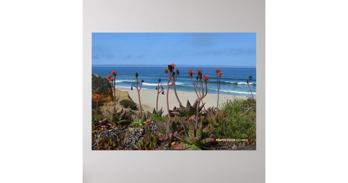 Aloe Vera in Half Moon Bay Poster | Zazzle