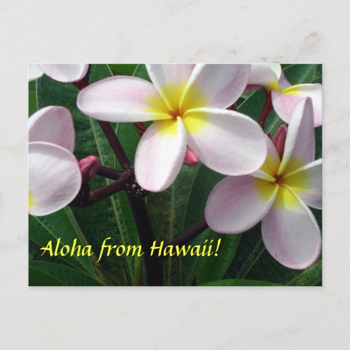 "Aloha from Hawaii" Postcard | Zazzle.com
