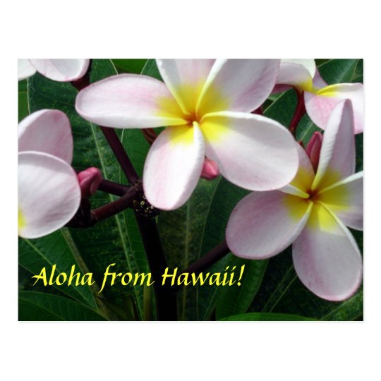 "Aloha from Hawaii" Postcard | Zazzle.com