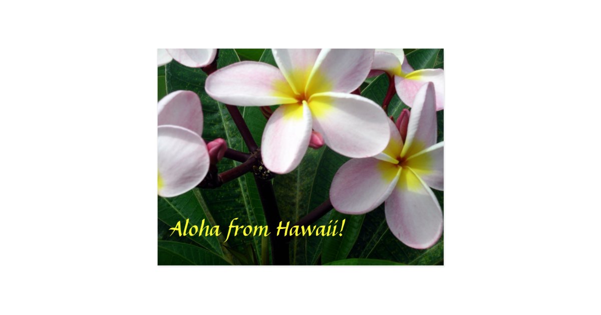 "Aloha from Hawaii" Postcard | Zazzle.com