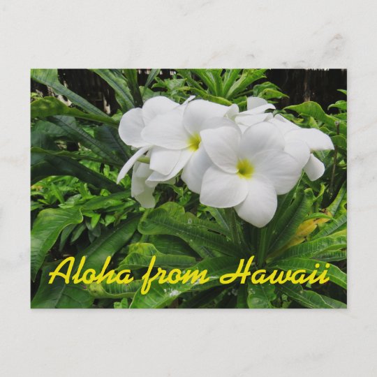Aloha Hawaii White Plumeria Tropical Flower Postcard | Zazzle.com