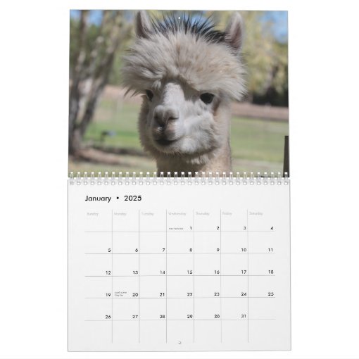 Alpaca 2021 Calendar | Zazzle