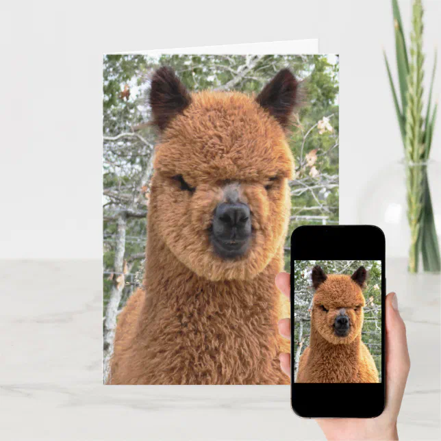 Alpaca Birthday Card | Zazzle