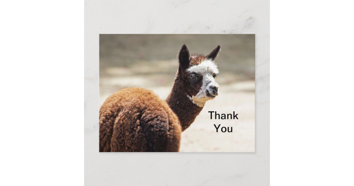 Alpaca Brown and White Photo Animal Thank You Postcard | Zazzle