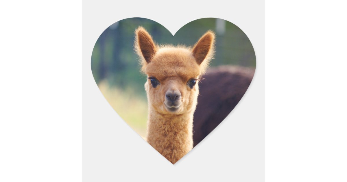 Alpaca Heart Stickers | Zazzle