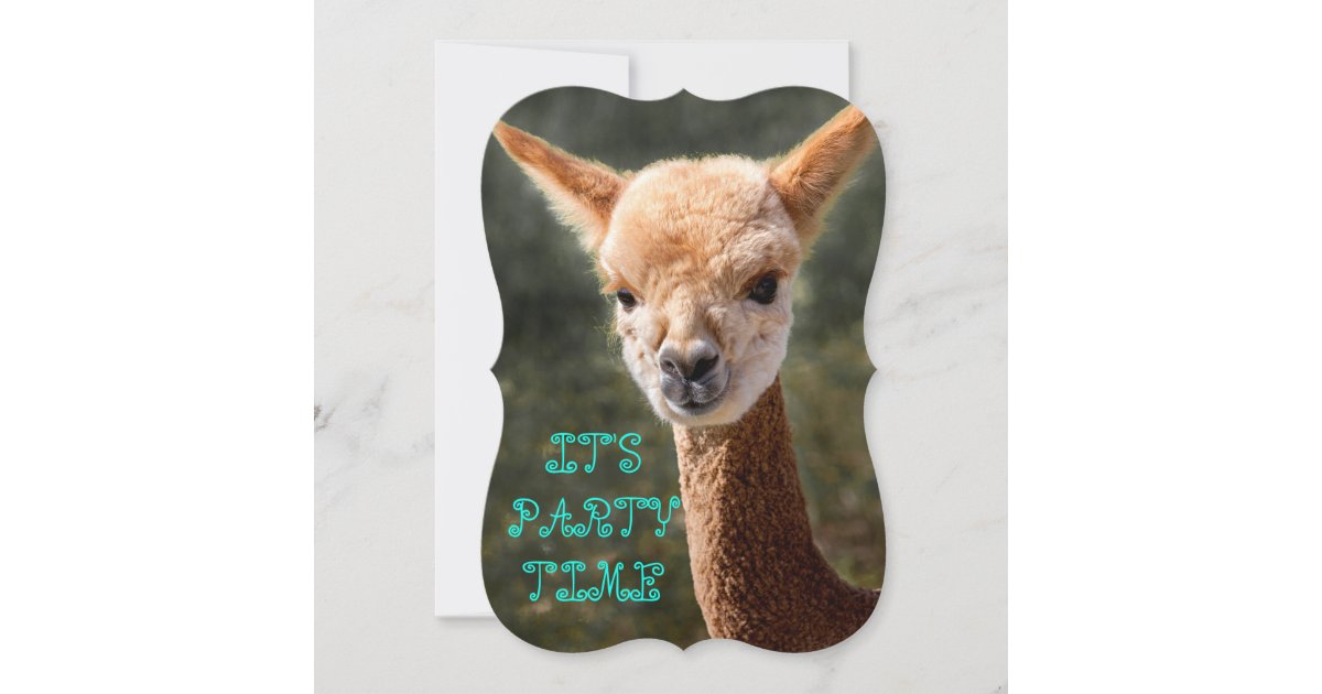 Alpaca Invitation | Zazzle