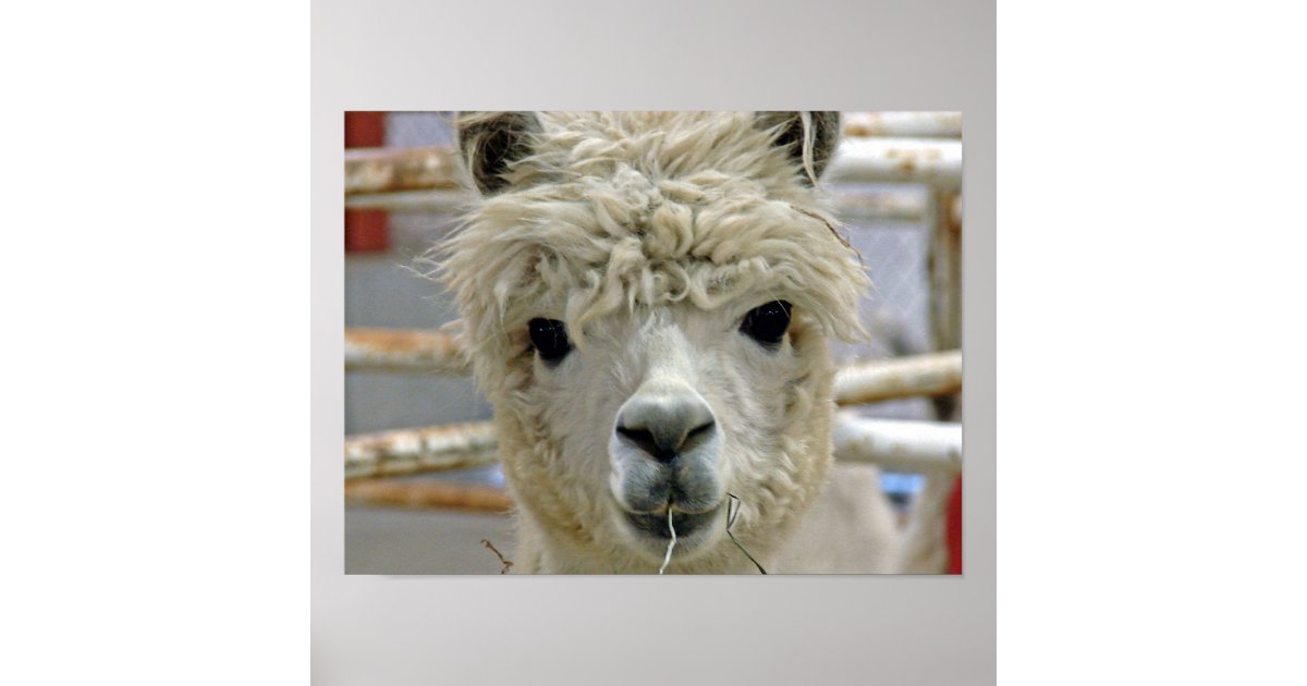 Alpaca Poster | Zazzle