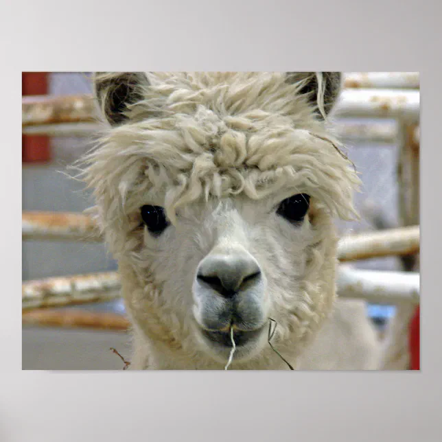 Alpaca Poster | Zazzle