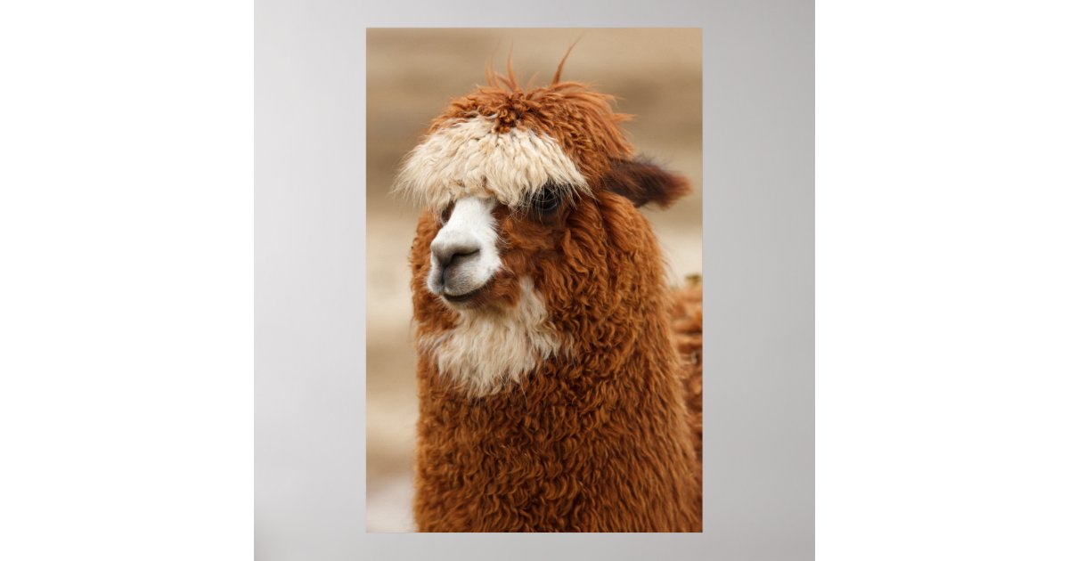 Alpaca poster | Zazzle